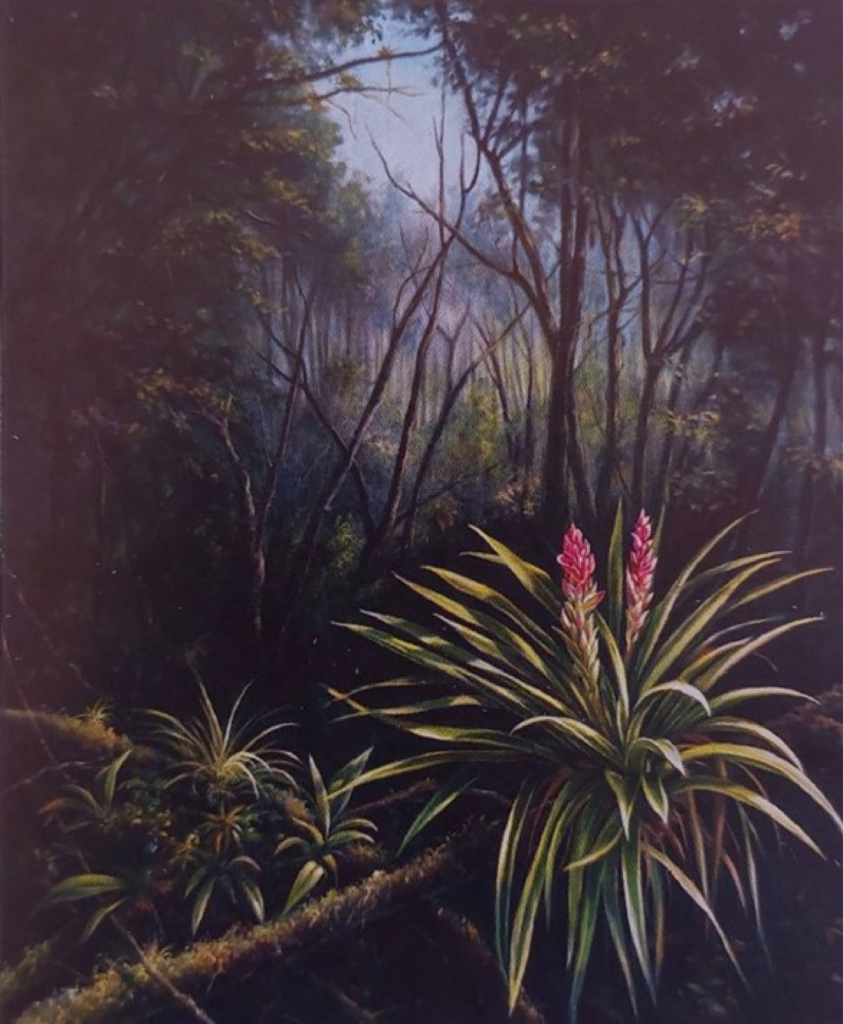 Contraluz en el Bosque – Llort Gallery